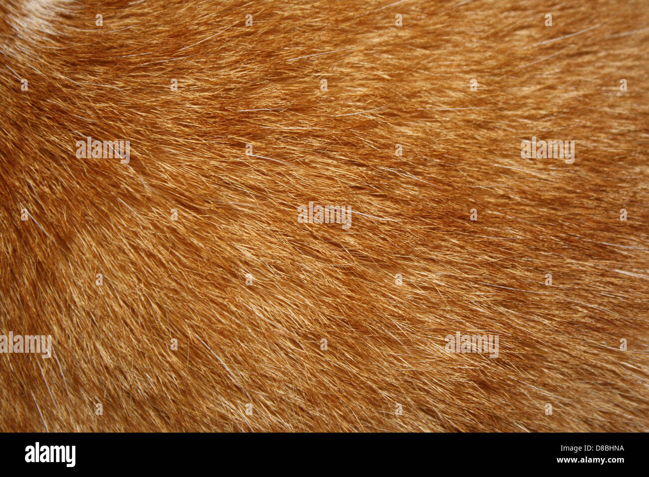 This close-up image shows the textured fur of an orange tabby cat. The ...