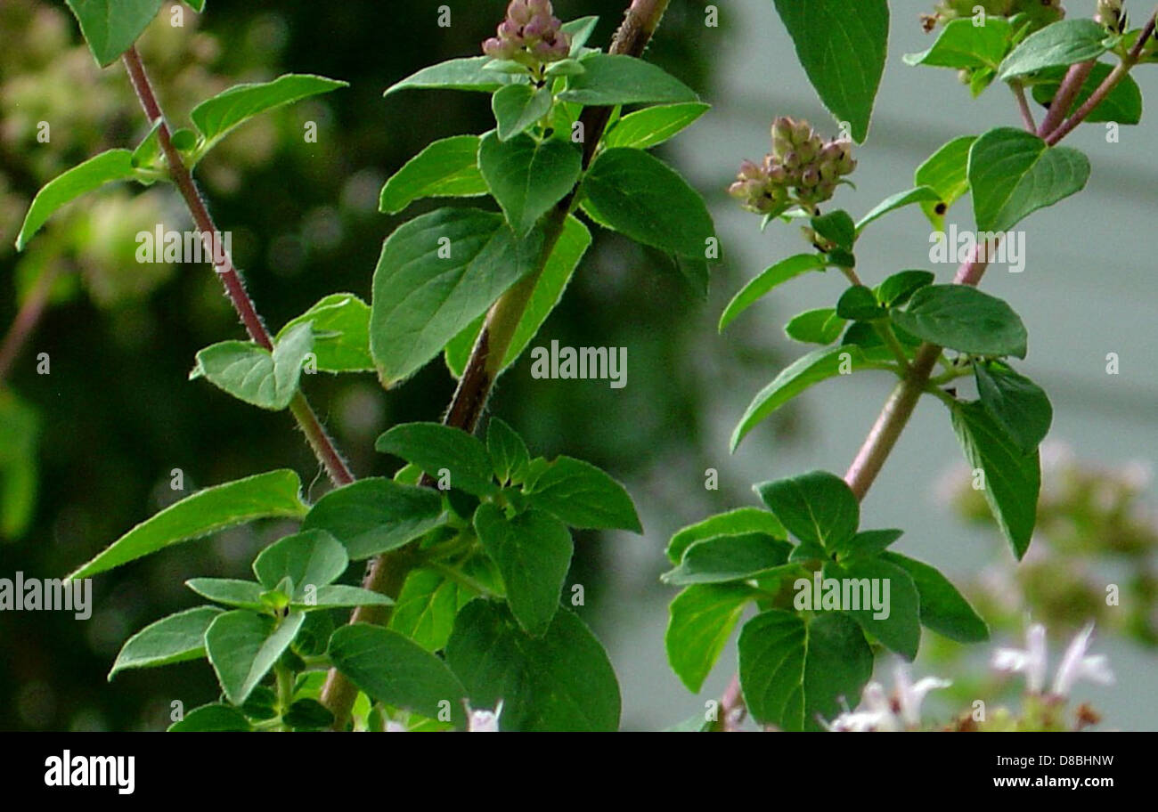A close-up stock photo of fresh oregano leaves, capturing their vibrant ...