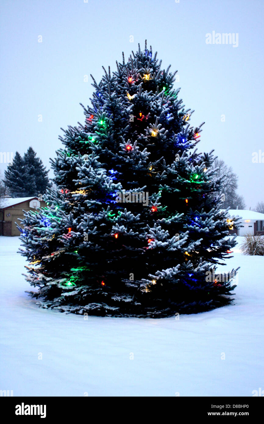This image shows an outdoor Christmas tree adorned with lights and ...