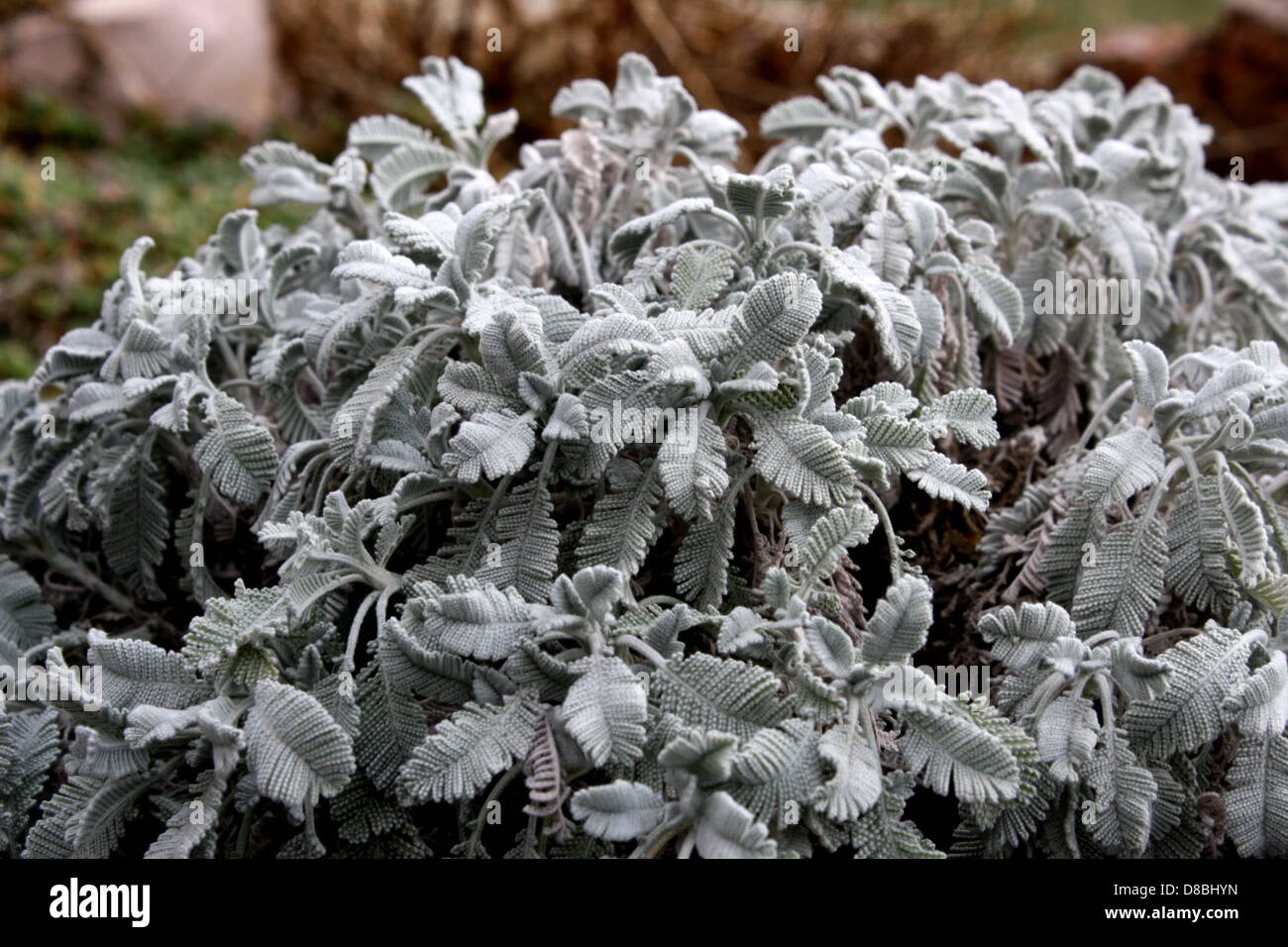 This image shows a partridge feather plant, recognized by its delicate ...