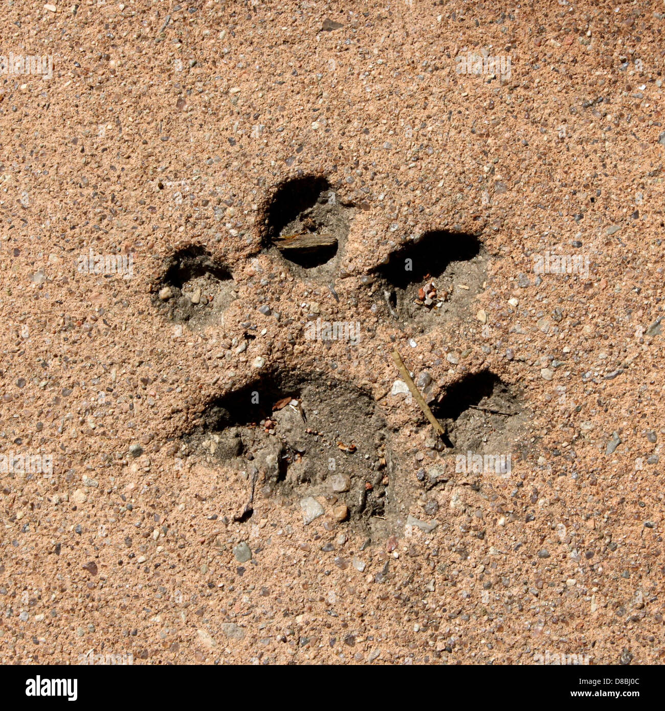 A pawprint is embedded in cement, capturing a moment where an animal ...