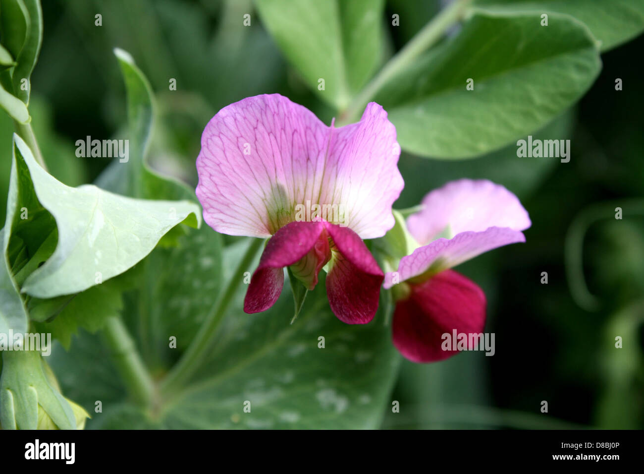 Pea plant growth stages hi-res stock photography and images - Alamy