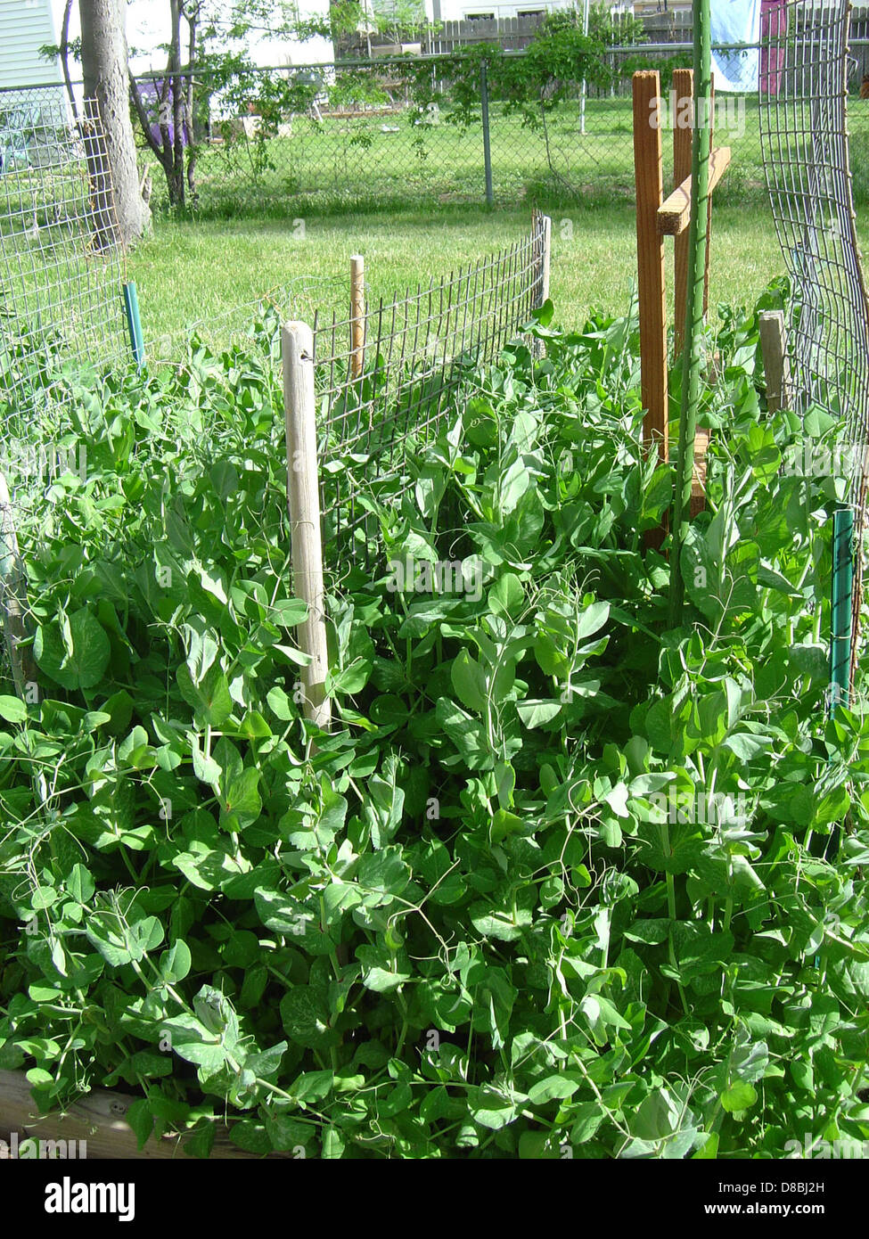A close-up image of pea vines, with tendrils wrapping around structures ...