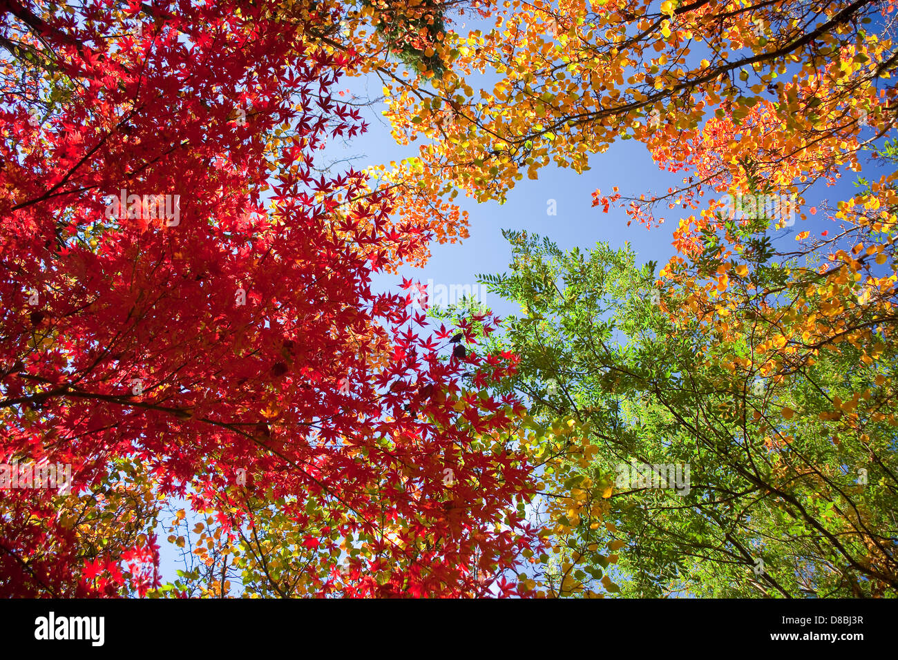 Brightly coloured Autumn leaves against a blue sky Stock Photo - Alamy
