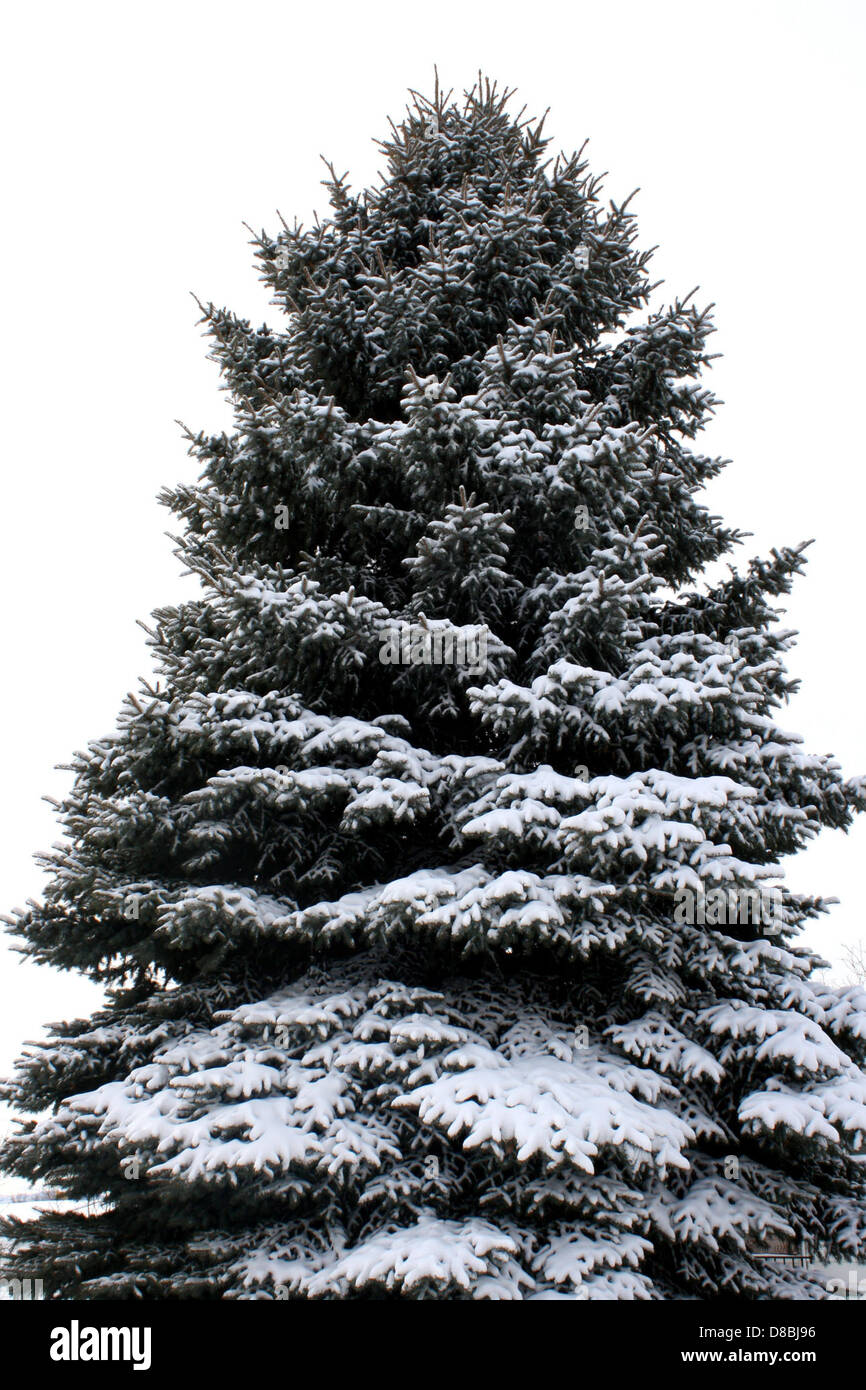 A pine tree coated with a layer of snow, standing tall in a wintry ...