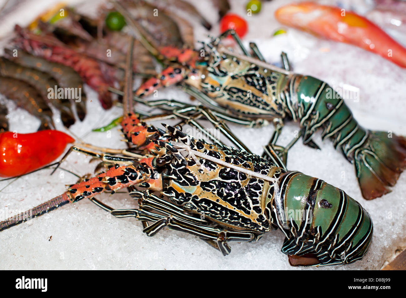 Lapu lapu fish hi-res stock photography and images - Alamy