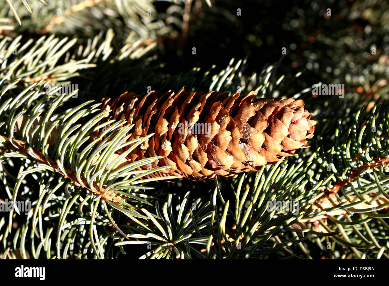 A pine cone hanging from a pine tree branch. Pine cones are the ...