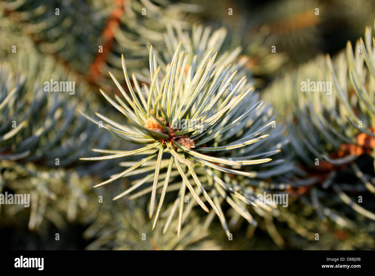A close-up image of pine needles, showcasing their long, slender form ...
