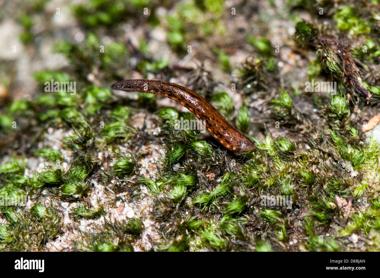Tiger Leech (Haemadipsa picta Stock Photo - Alamy
