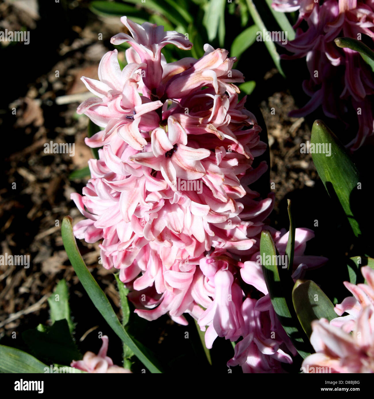 A group of pink hyacinth flowers in full bloom. The image captures the ...