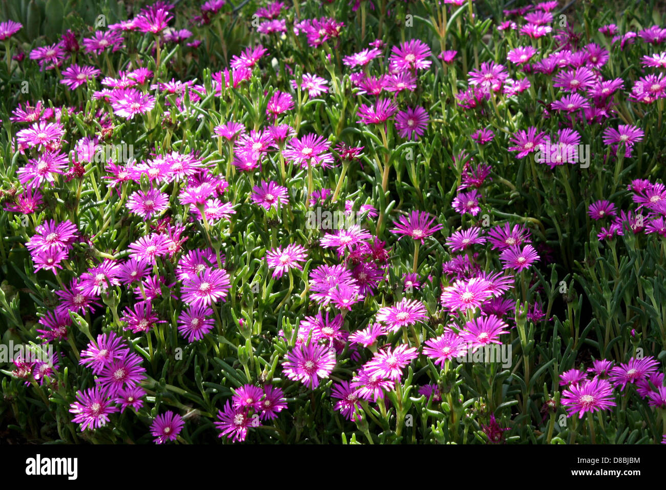 A vibrant display of pink ice plant flowers, known for their striking ...