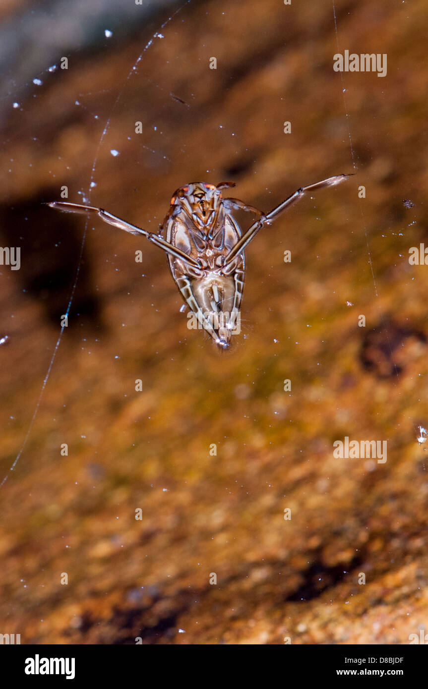 Water spider hi-res stock photography and images - Alamy