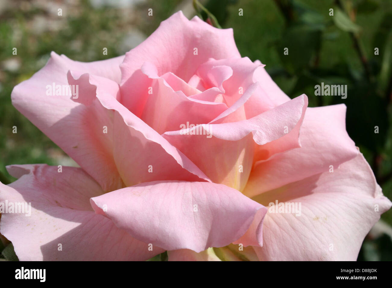 A close-up image of a pink rose, capturing the delicate petals and soft ...