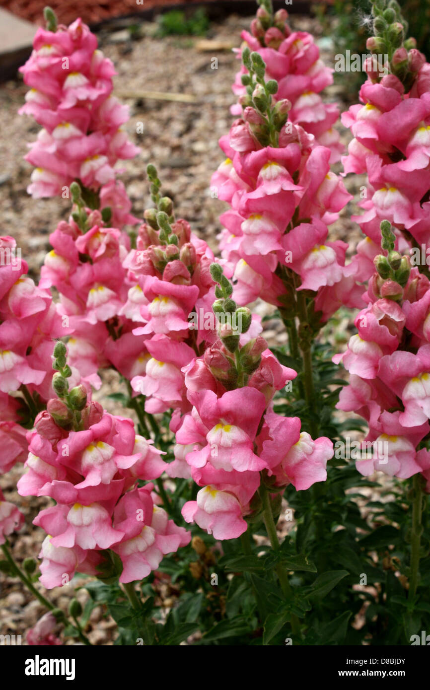 Close-up of pink snapdragon flowers, known for their distinctive shape ...