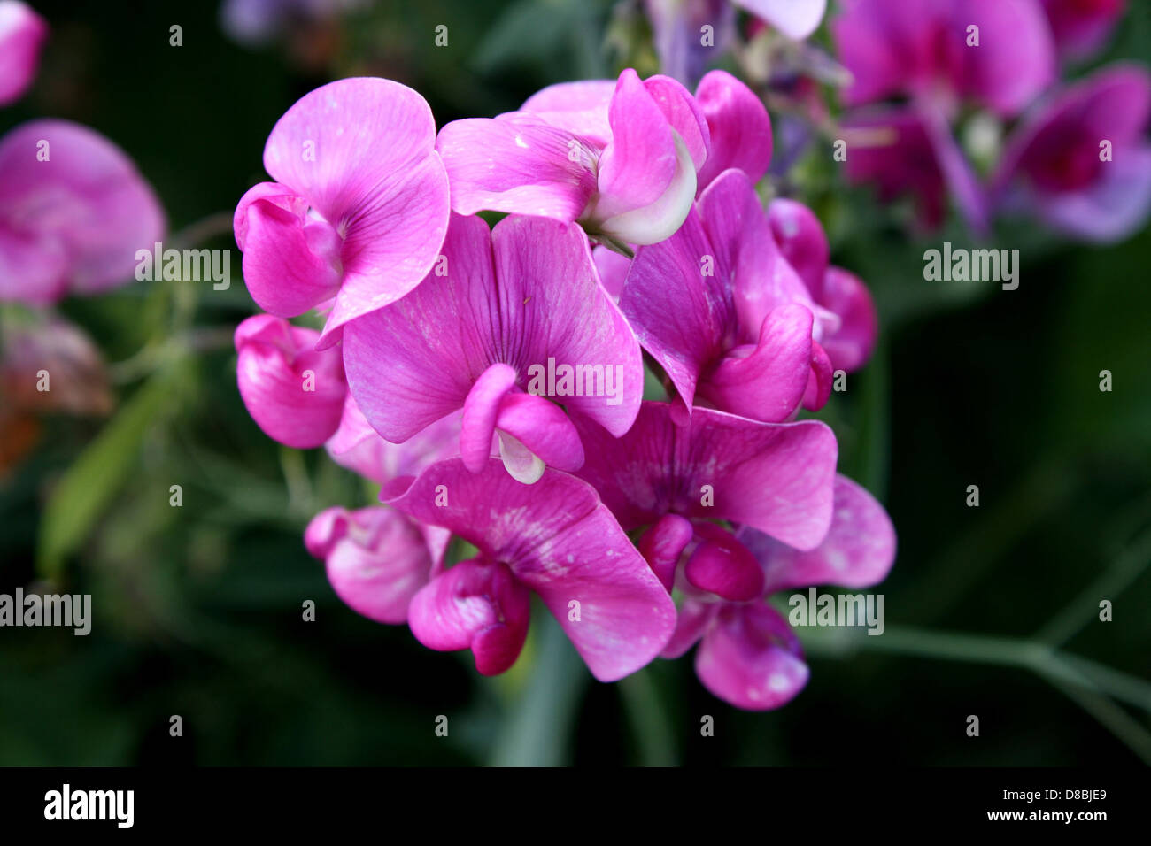 Pink sweet pea flowers bloom in a cluster, showcasing their delicate ...
