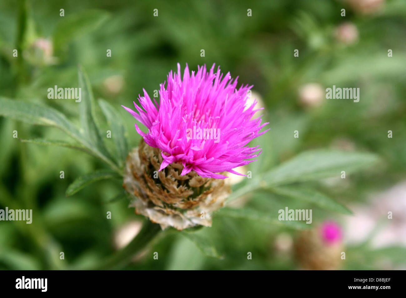 Featuring vibrant pink petals hi-res stock photography and images - Alamy