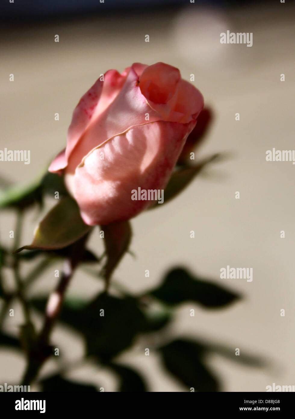 A close-up image of a pink rosebud, showing its delicate petals ...
