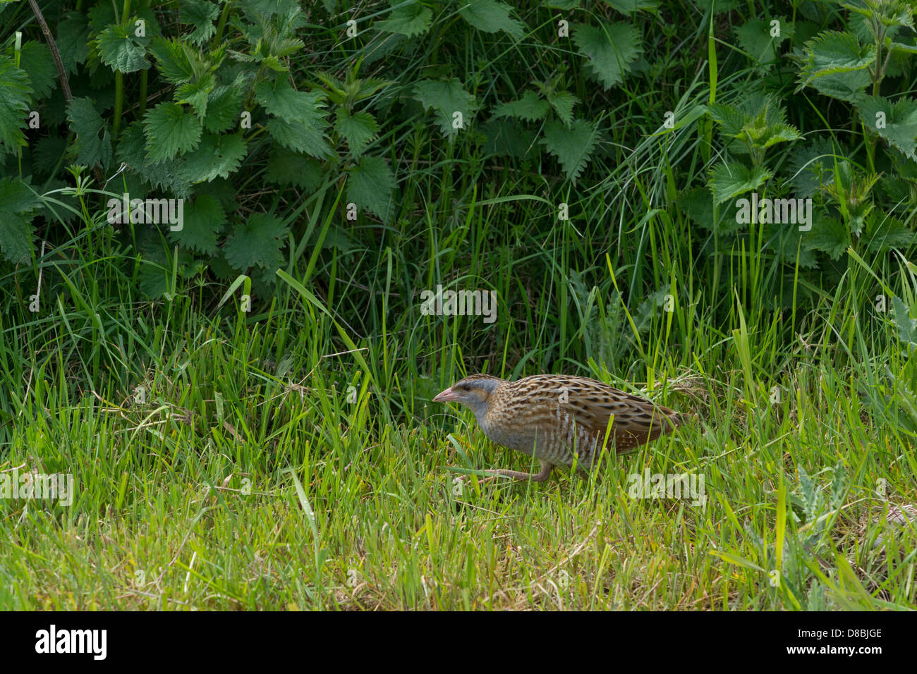 Skulking along pastures edge hi-res stock photography and images - Alamy