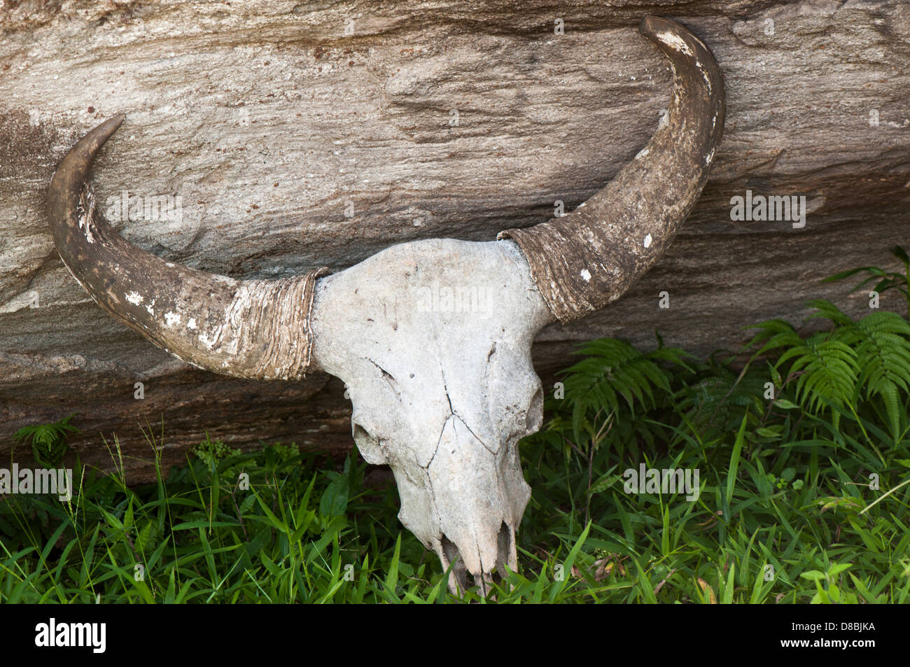 Buffalo skull forest india skeleton wildlife wild nobody Stock Photo ...