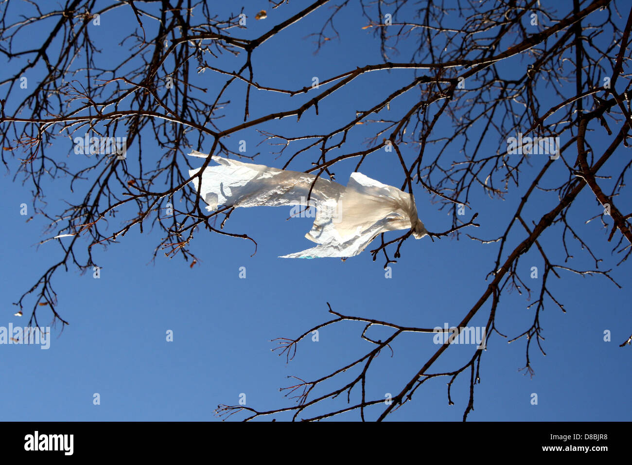 An image showing a plastic bag caught in tree branches, highlighting ...