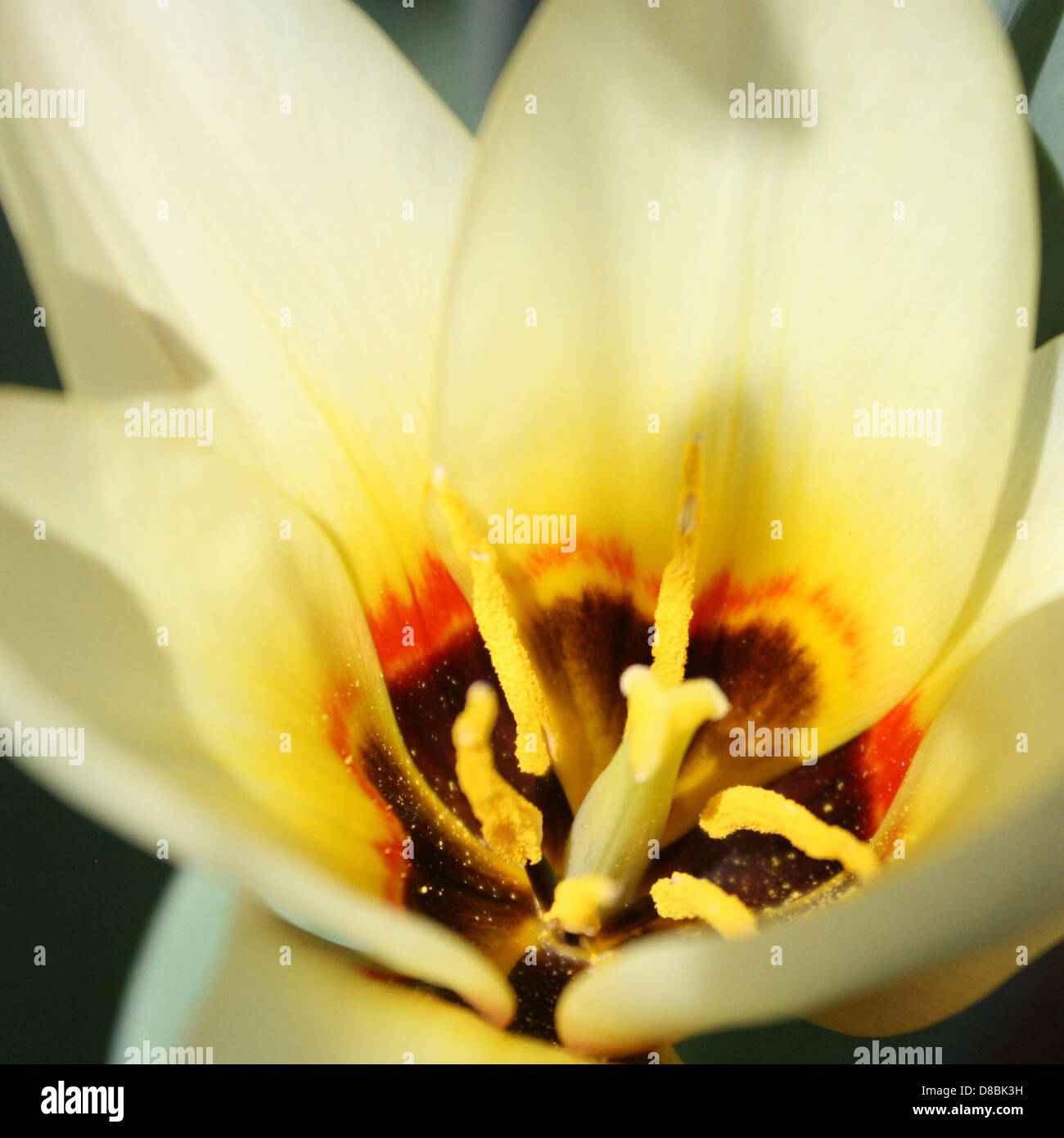 Parts of a tulip hi-res stock photography and images - Alamy