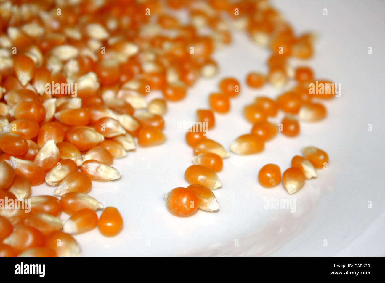 Popcorn kernels are the seeds of the maize plant, which expand when ...