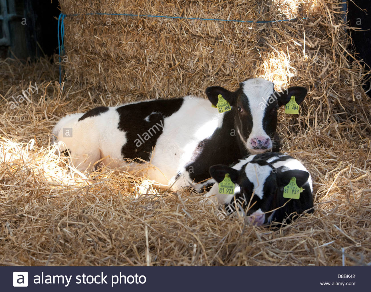 Holstein Calf Cattle Cow Stock Photos & Holstein Calf Cattle Cow Stock ...