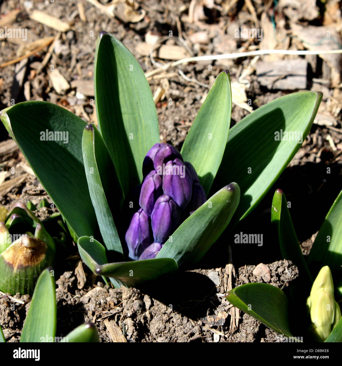 This image features purple hyacinth buds in early spring, showing the ...