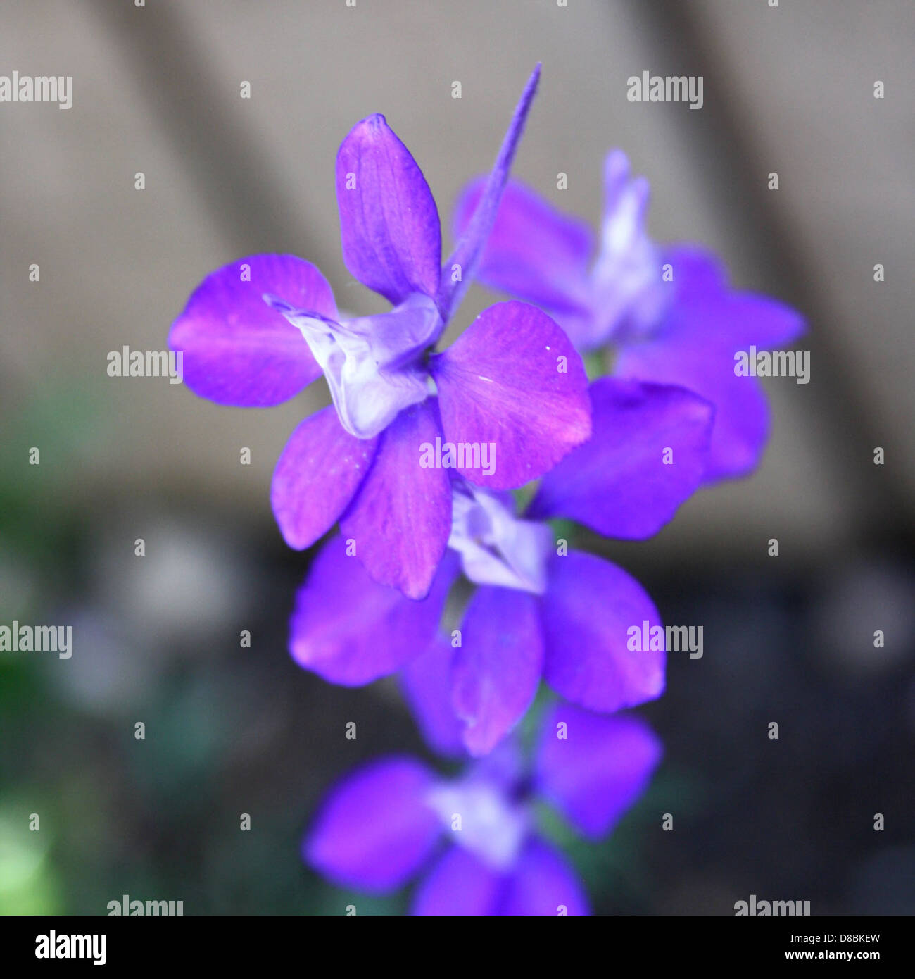Common larkspur hi-res stock photography and images - Alamy