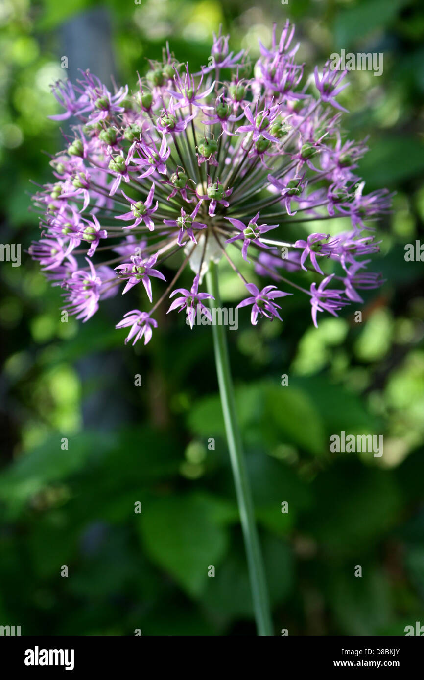 A close-up image of a vibrant purple allium flower, showing its ...