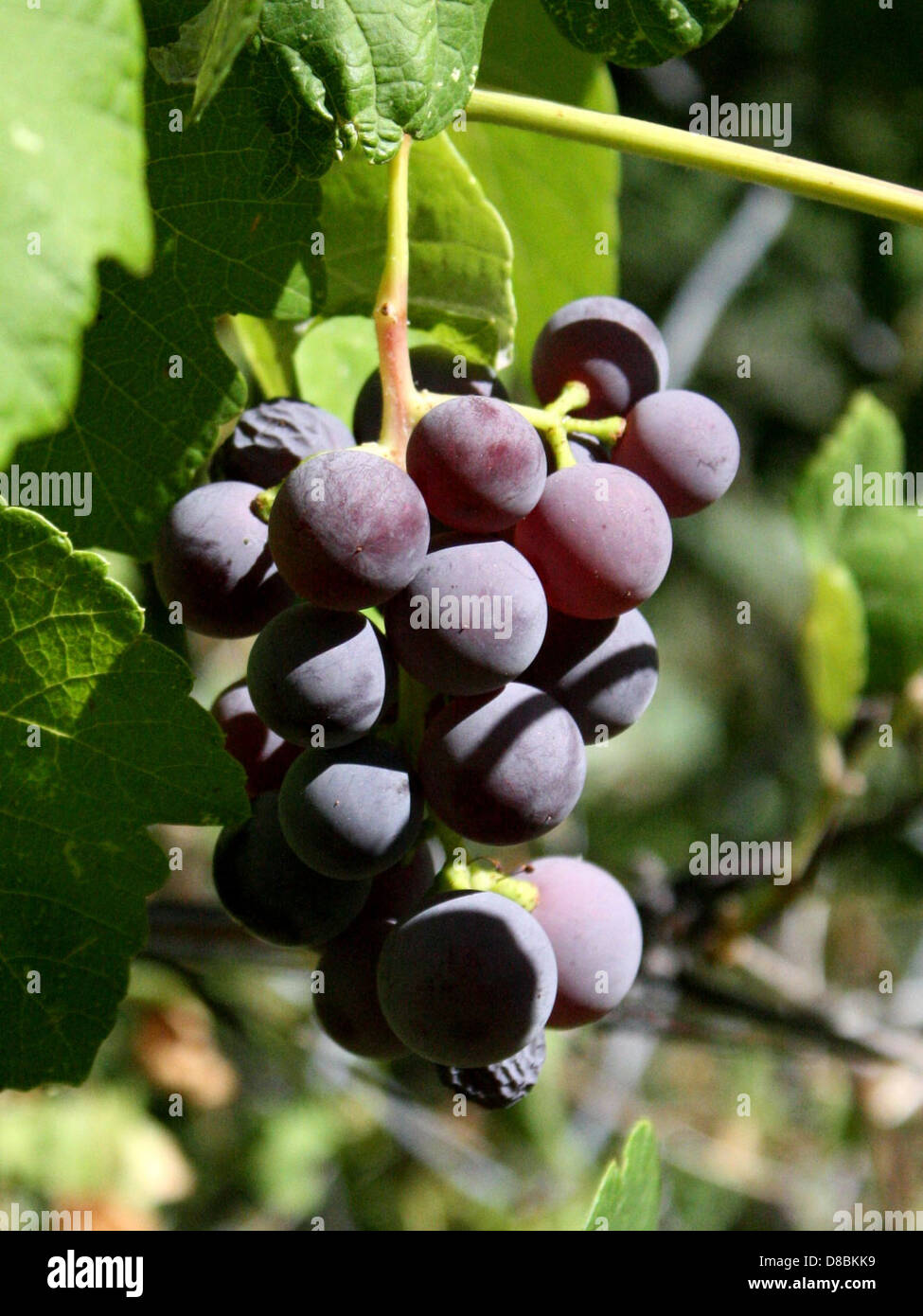 Purple Concord grapes are shown growing on the vine. Known for their ...