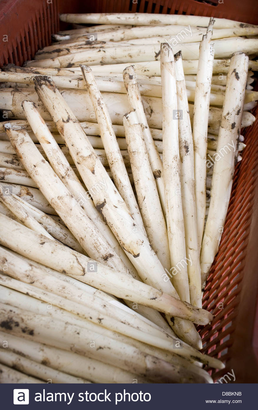 White Asparagus Germany Stock Photos & White Asparagus Germany Stock ...
