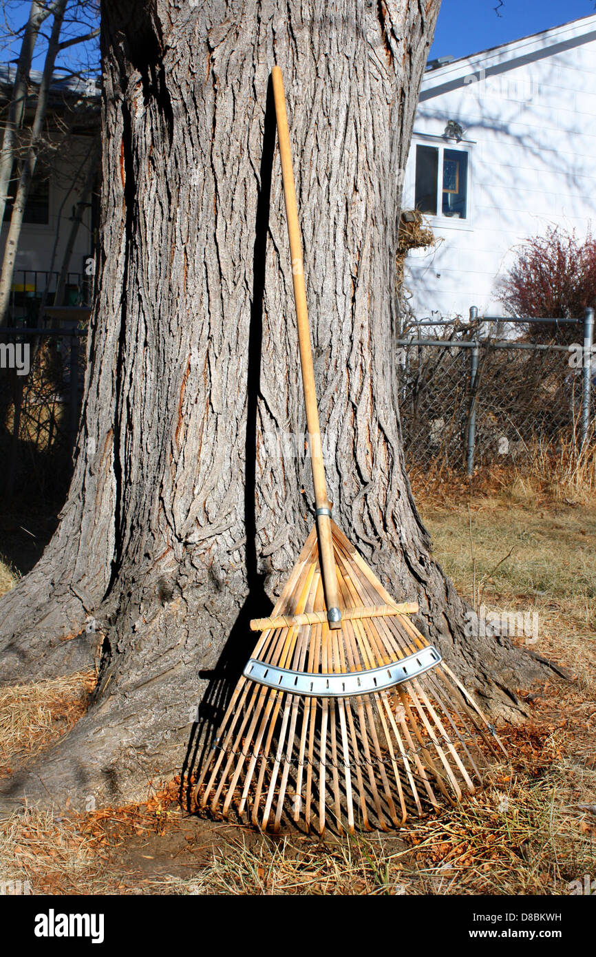 A rake placed against a tree, typically used for gathering leaves or ...