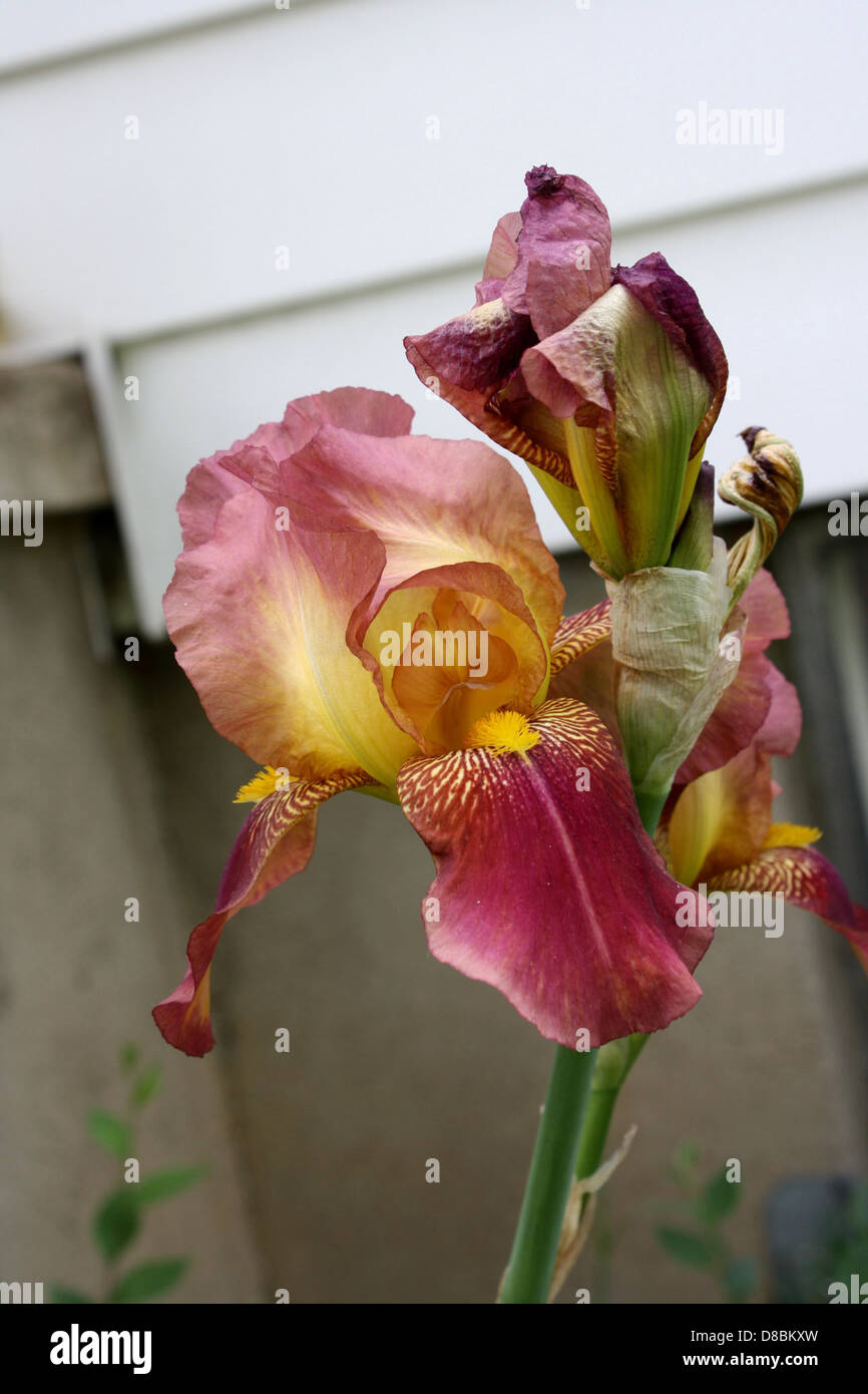 Stunning red bloom hi-res stock photography and images - Alamy