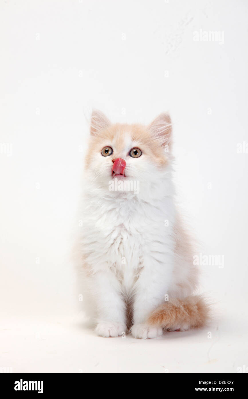 British Longhair Cat, kitten, cream-white, 10 weeks / Highlander ...