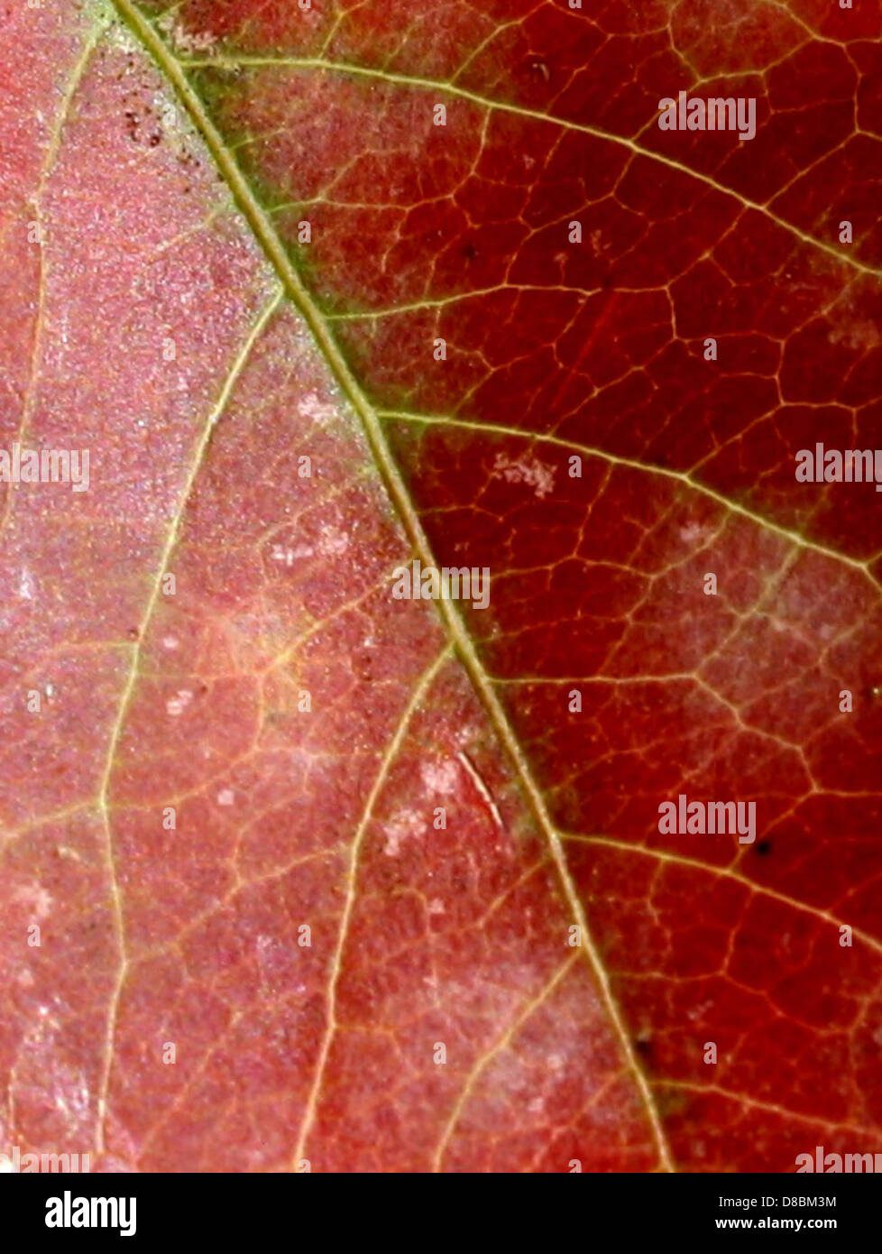 A close-up view of a red leaf, showcasing its vibrant color and ...