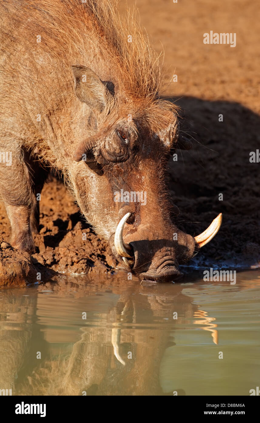 Male warthog (Phacochoerus africanus) drinking water, Mkuze game ...