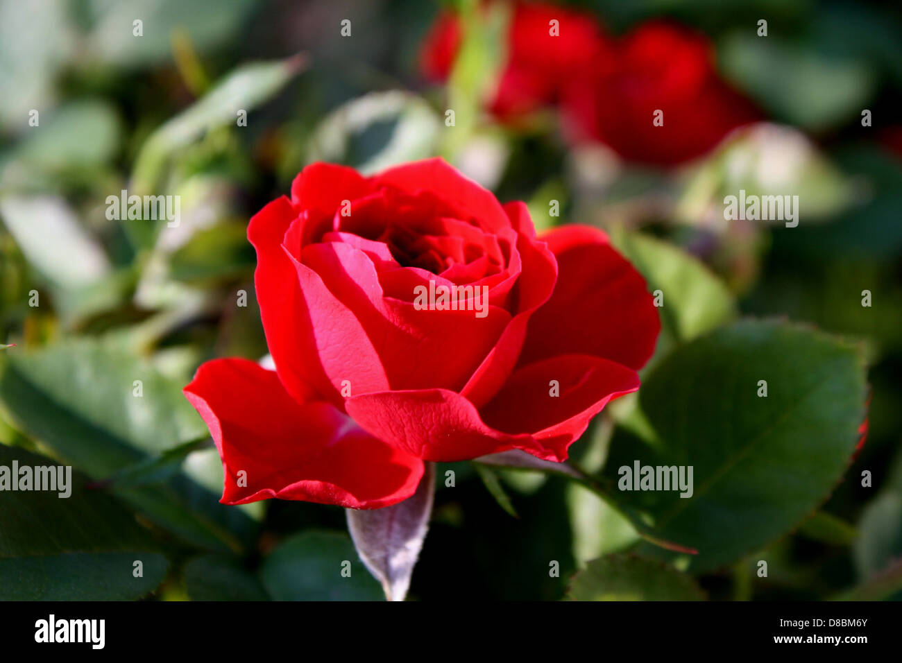 Opening rosebud hi-res stock photography and images - Alamy