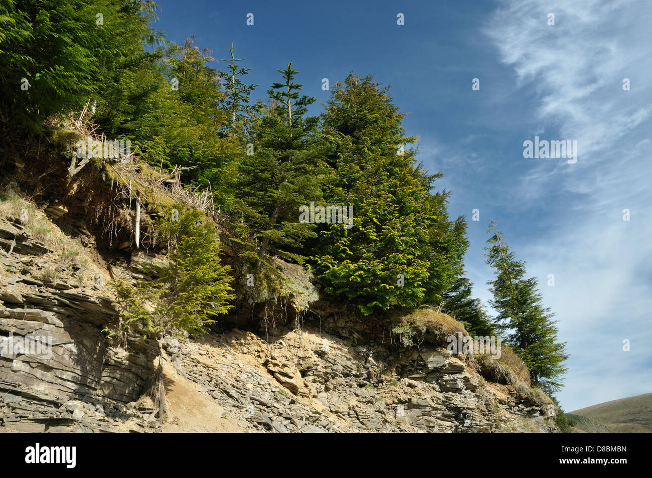 Slate Rock Falls and Pine Trees in Warren Plantation, Radnor Forest ...