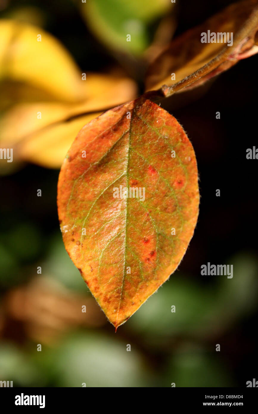 A vibrant red and green autumn leaf is shown, representing the change ...