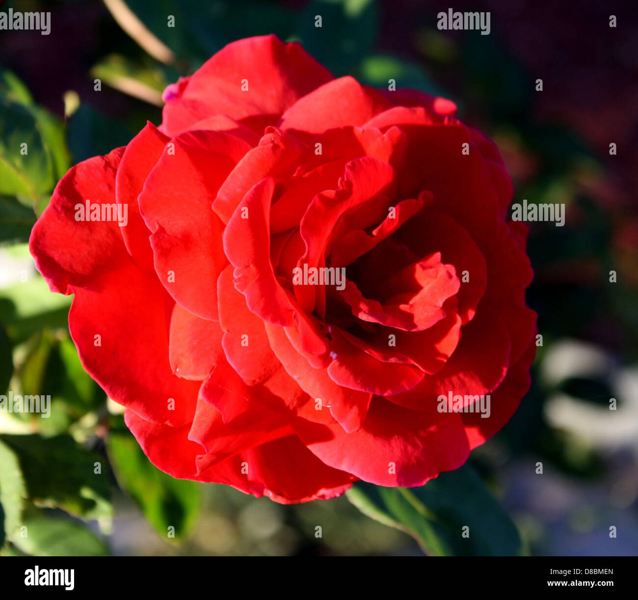 Showcasing intricate petal structure hi-res stock photography and ...