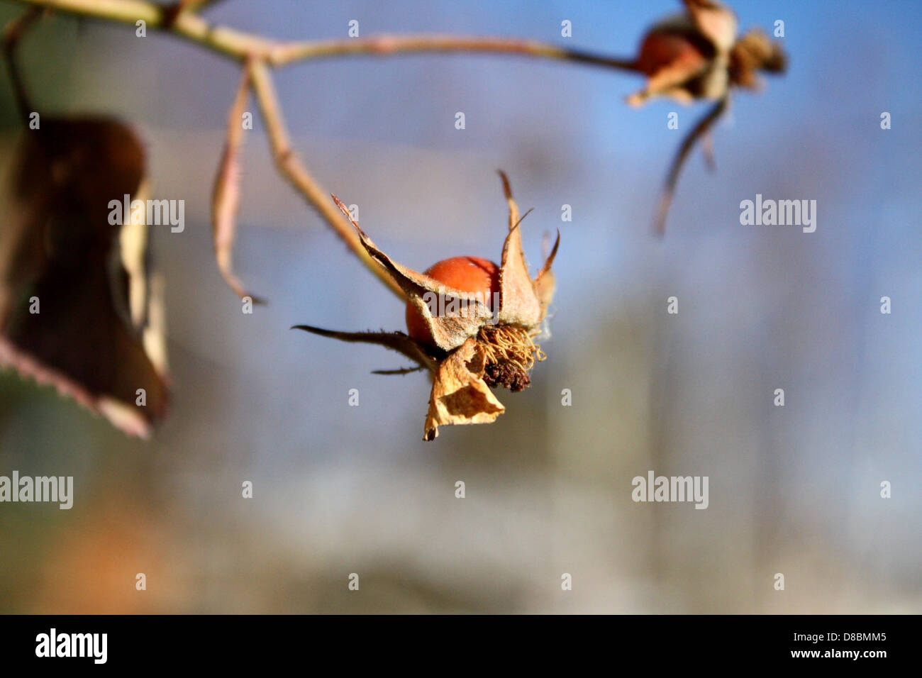 A close-up image of ripe rose hips, showcasing their bright red color ...