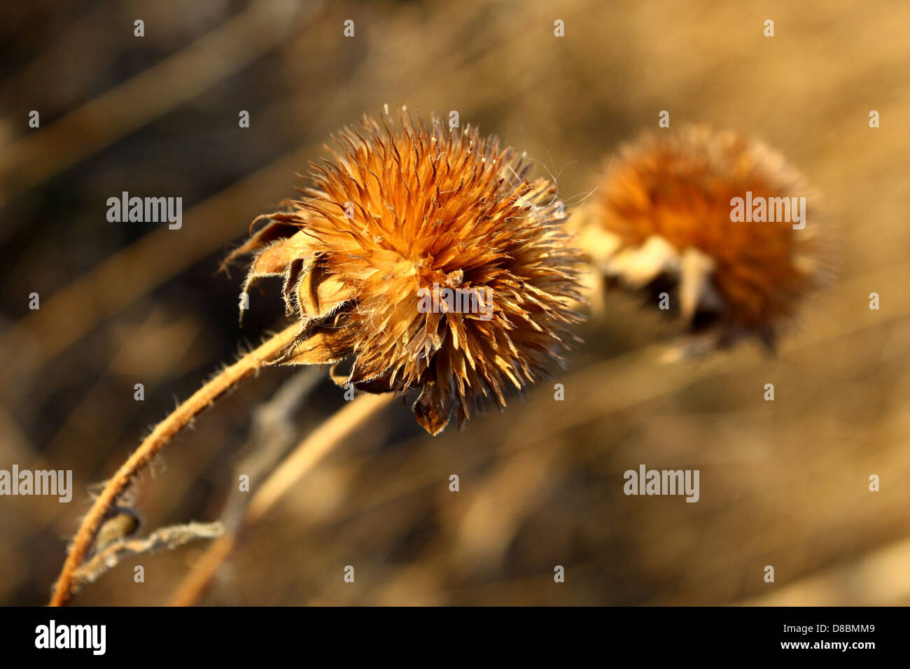 A close-up of a round wildflower seed pod, showcasing its natural shape ...