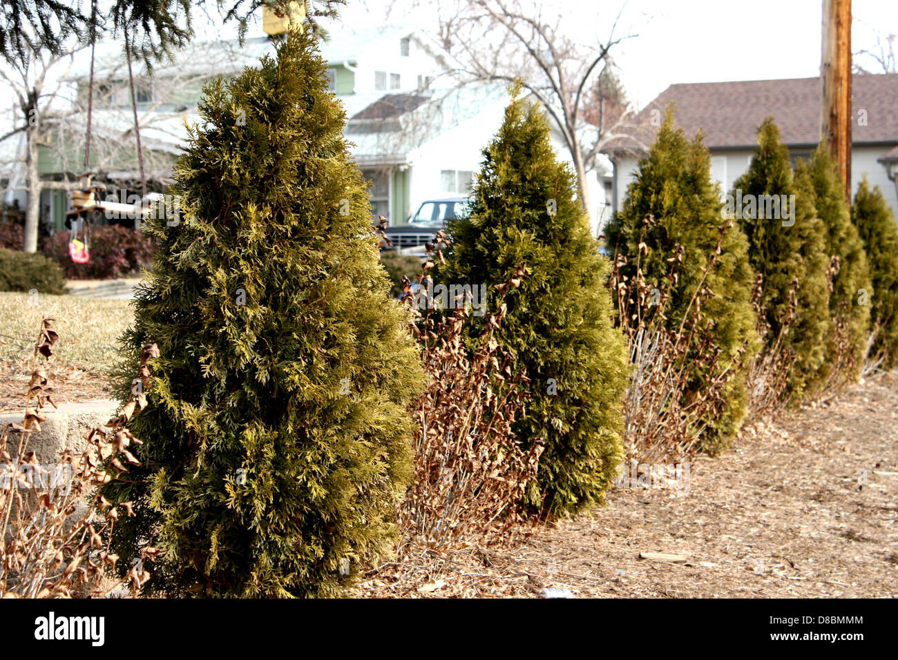 A row of miniature pine trees is arranged, showcasing the small scale ...