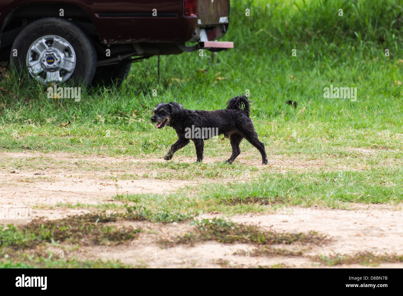 Small black dog walking Stock Photo - Alamy