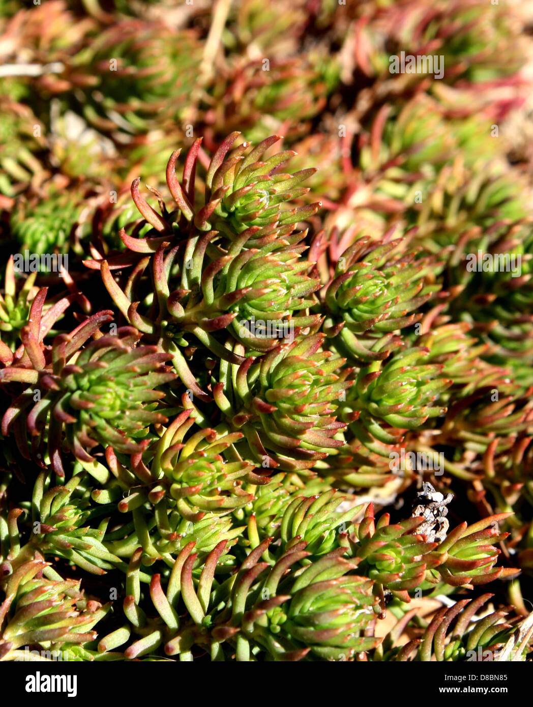 A close-up of Sedum Angelina, a low-growing succulent known for its ...