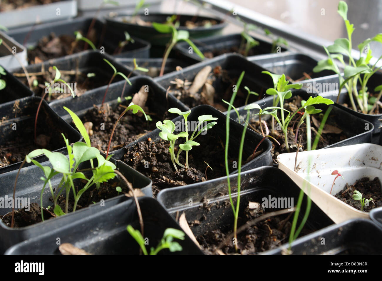 Newly sprouted seedlings emerging from the soil, showing the early ...