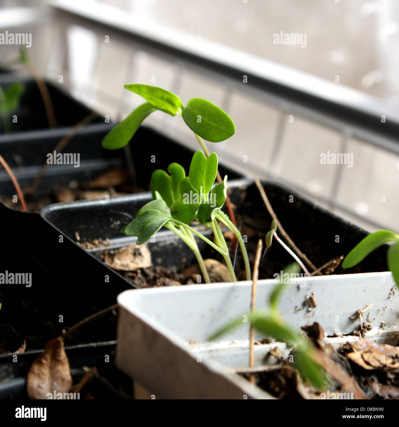 Small seedlings are shown in the early stages of growth, representing ...