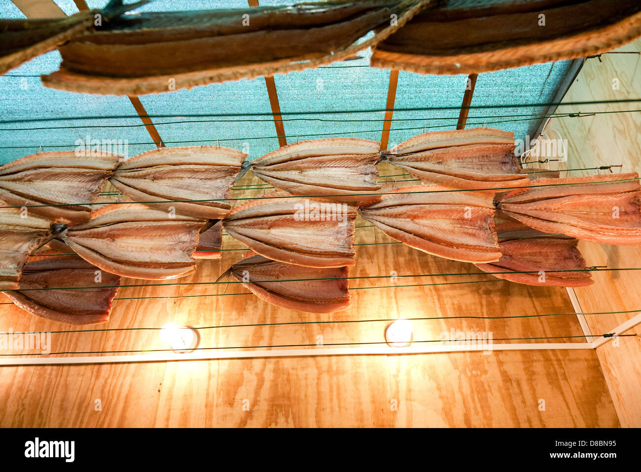 Snoek fish hi-res stock photography and images - Alamy