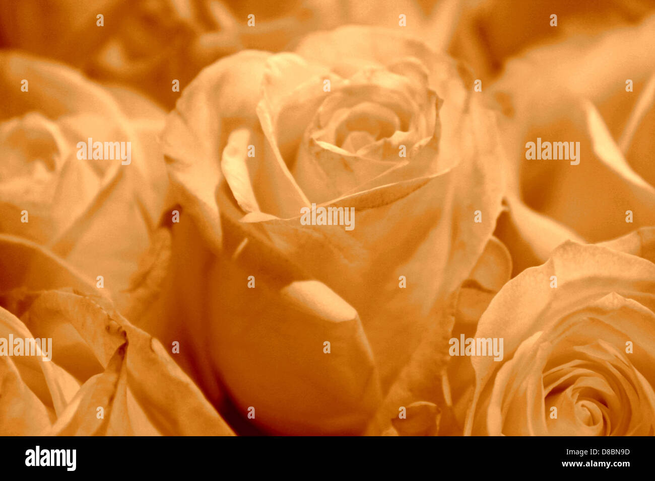 Soft sepia tone hi-res stock photography and images - Alamy